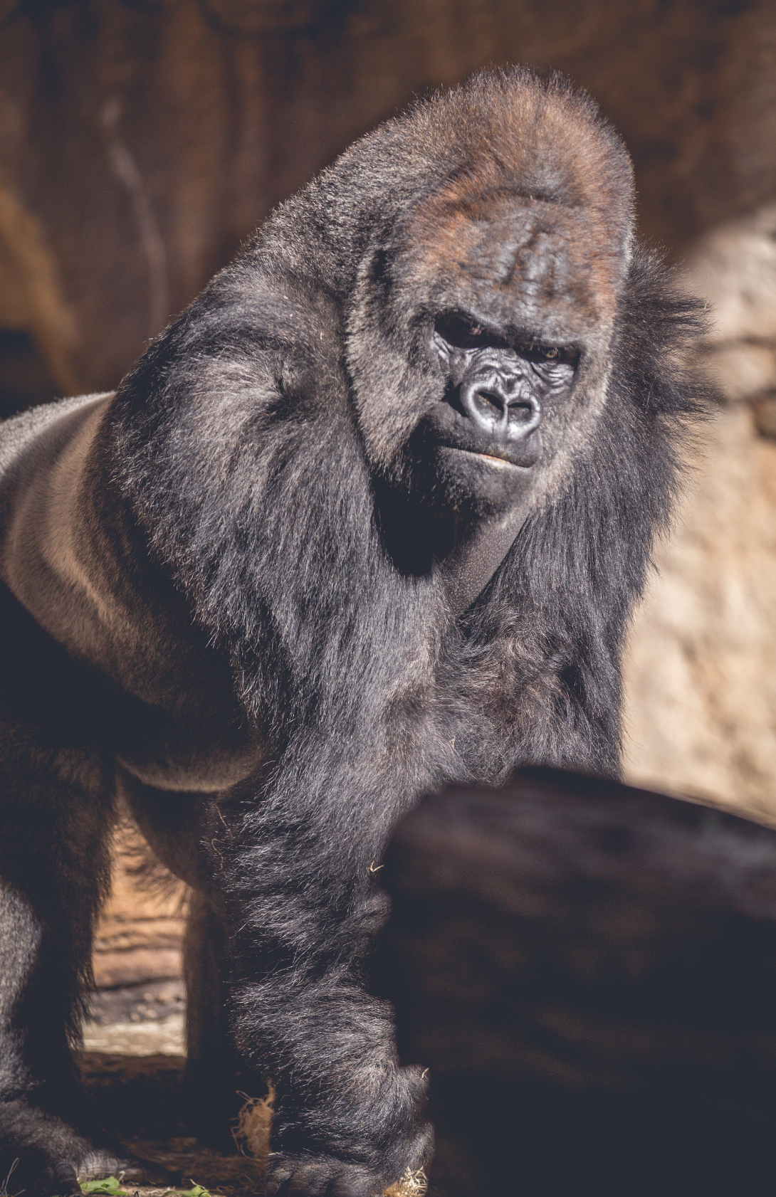 Captive-primate games and well-being | Zoo Barcelona