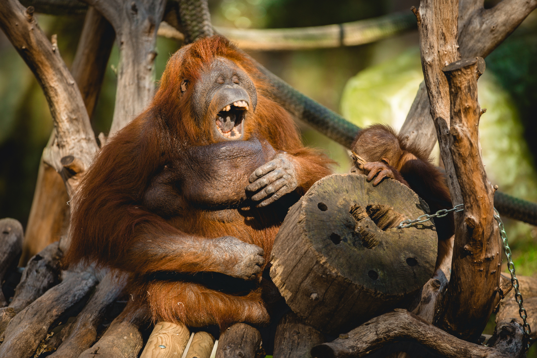 Captive-primate games and well-being | Zoo Barcelona