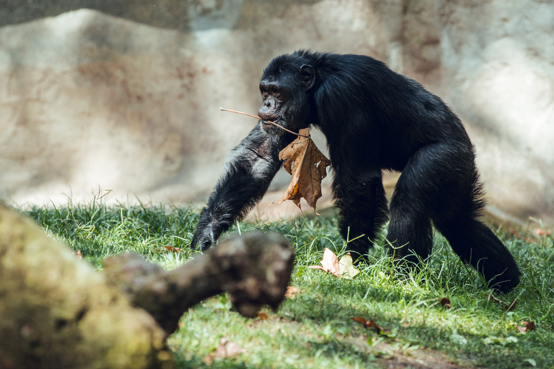 Captive-primate games and well-being | Zoo Barcelona