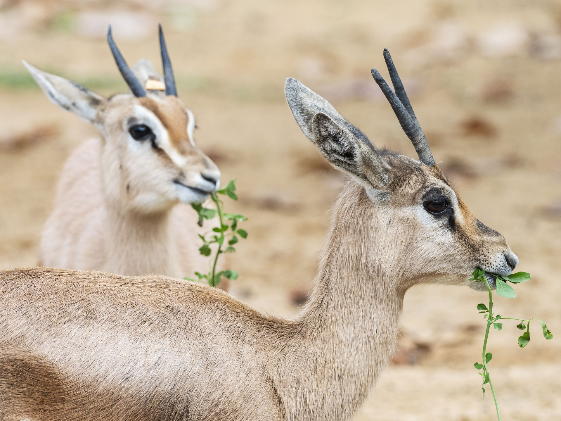 Estudios de conservación del colobo rojo | Zoo Barcelona