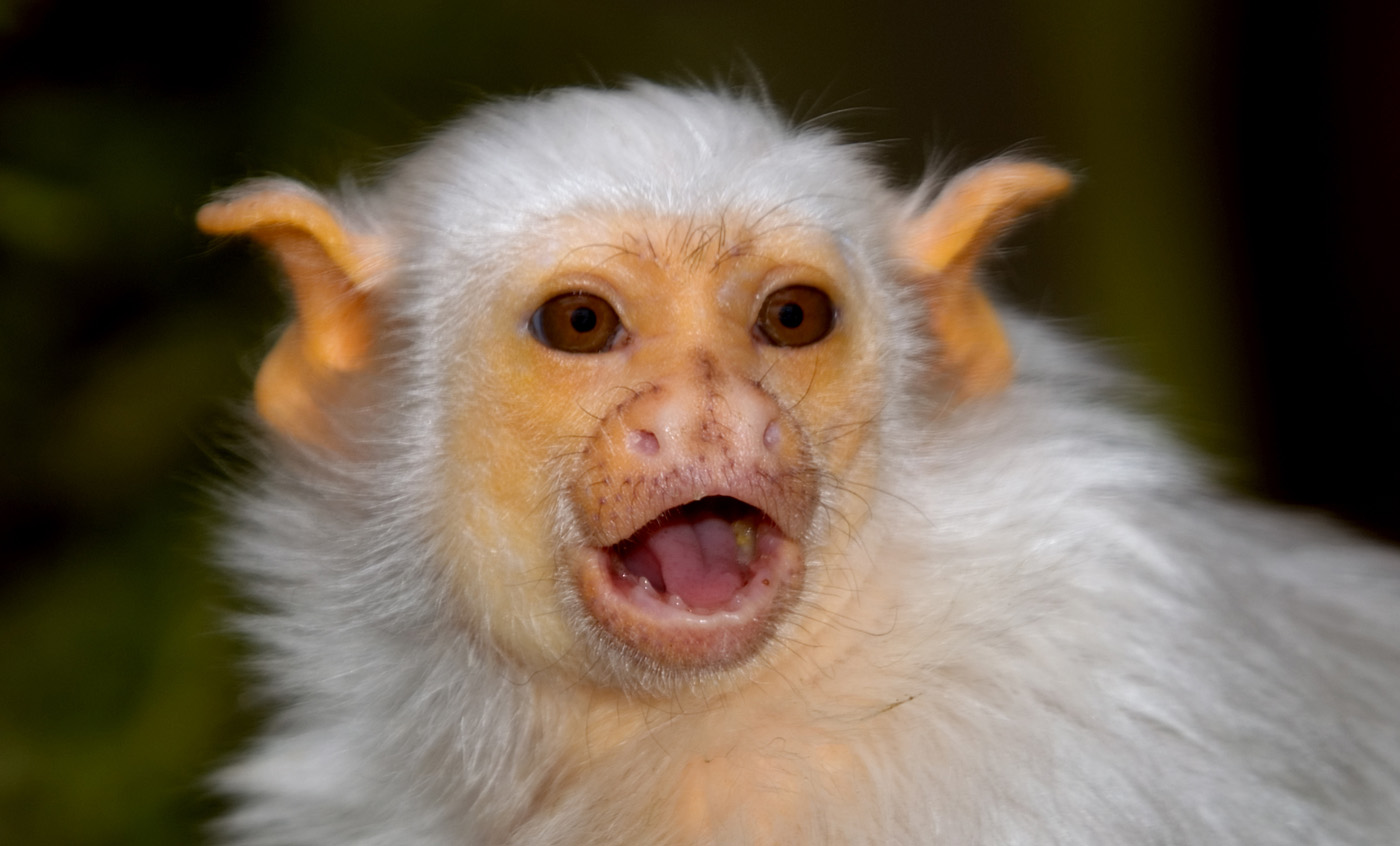 Silvery marmoset | Zoo Barcelona