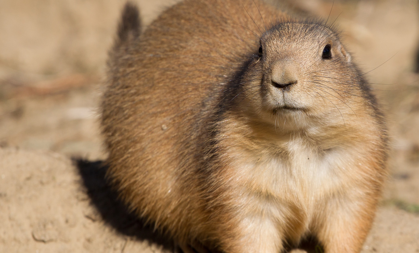 Black-tailed prairie dog | Zoo Barcelona