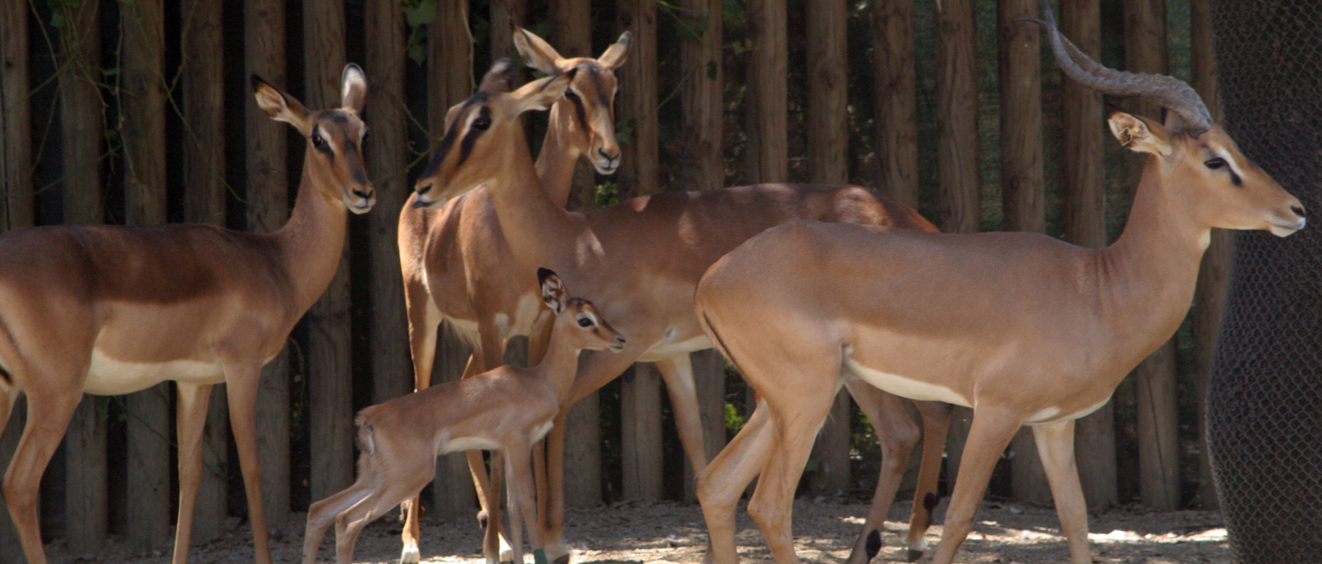 Impala de cara negra | Zoo Barcelona