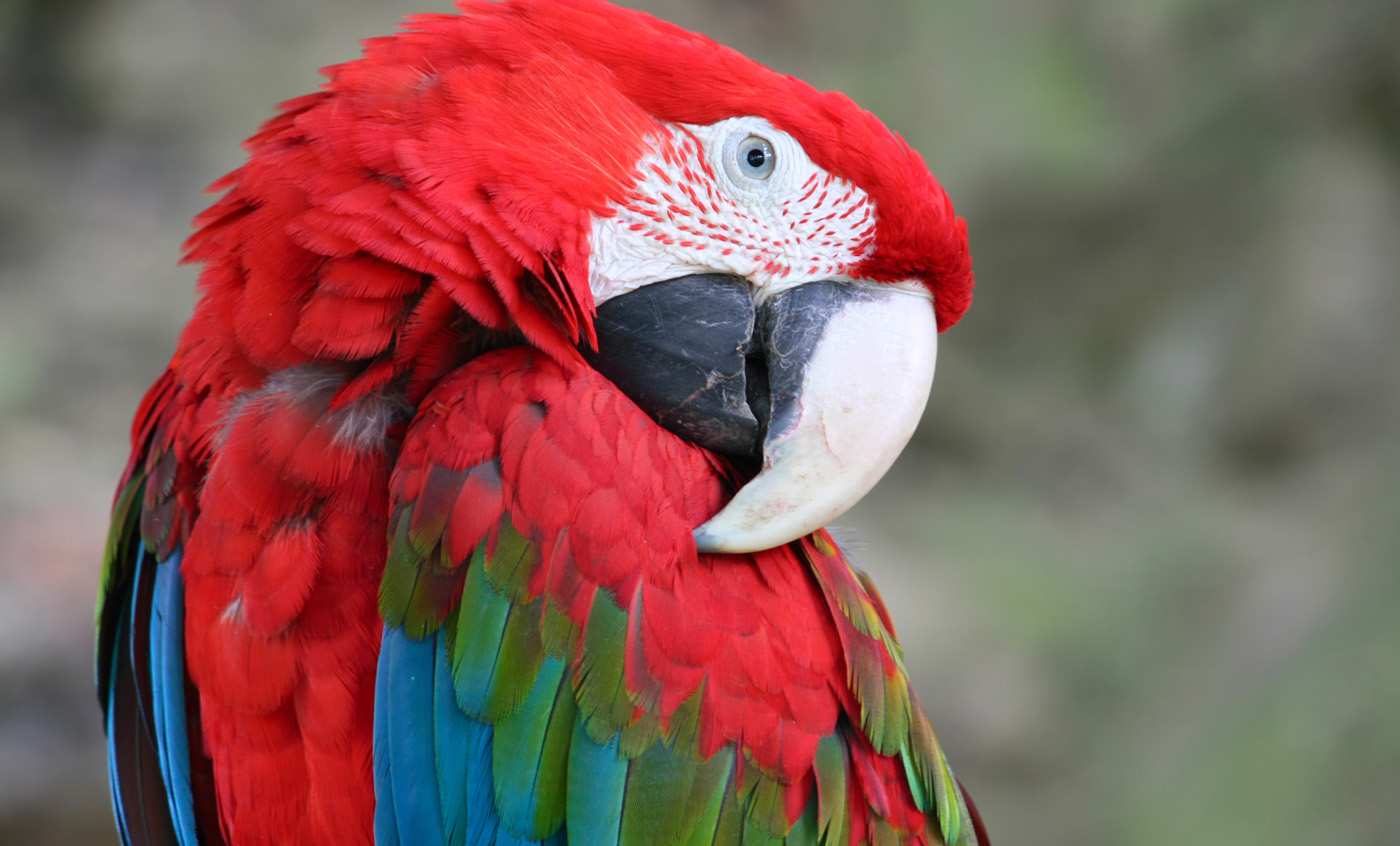 Verde Macaw
