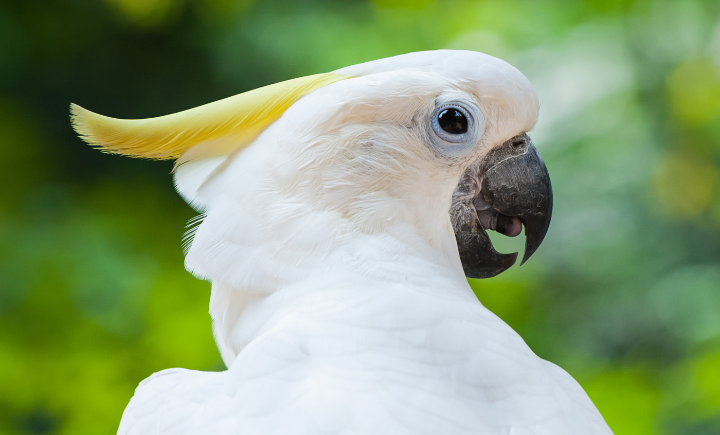 Cacatúa de cresta amarilla | Zoo Barcelona