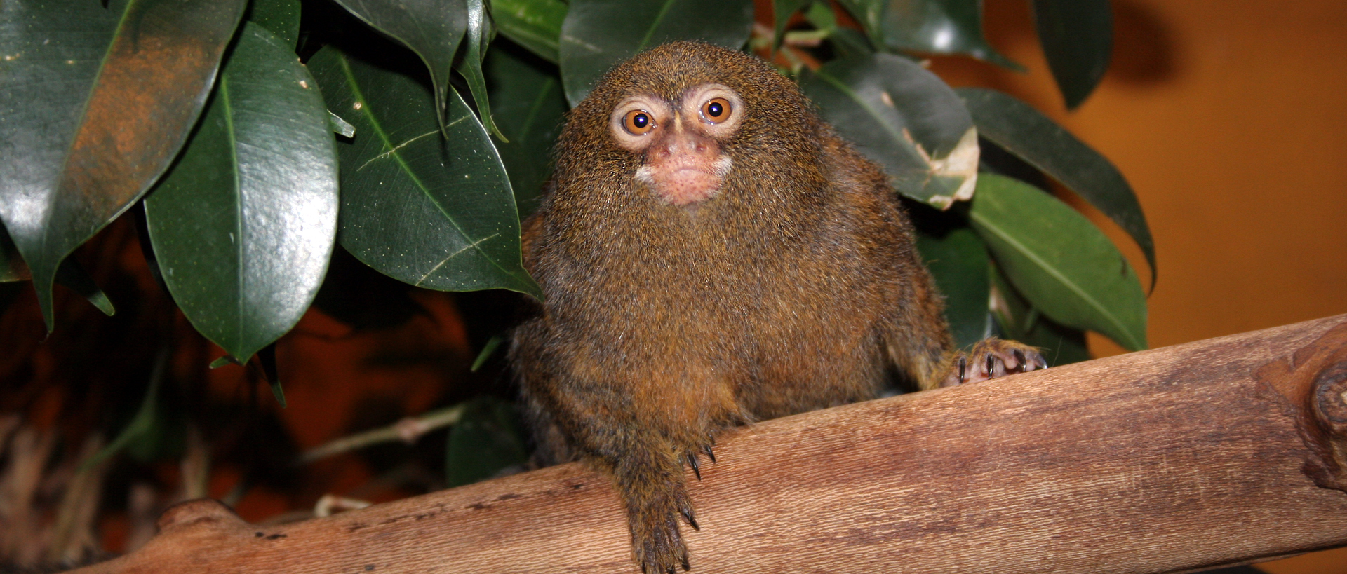 Pygmy marmoset | Zoo Barcelona