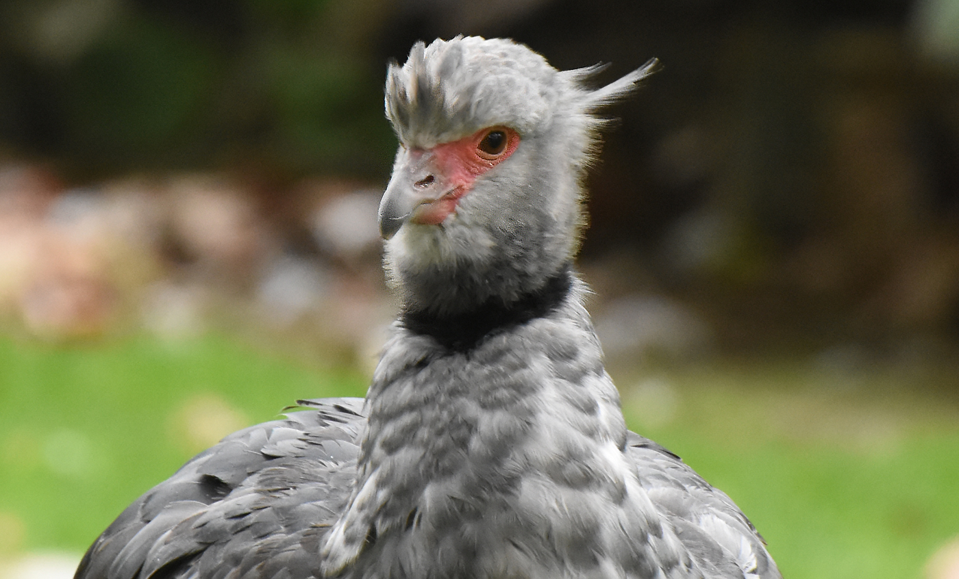 Chajá moñudo | Zoo Barcelona