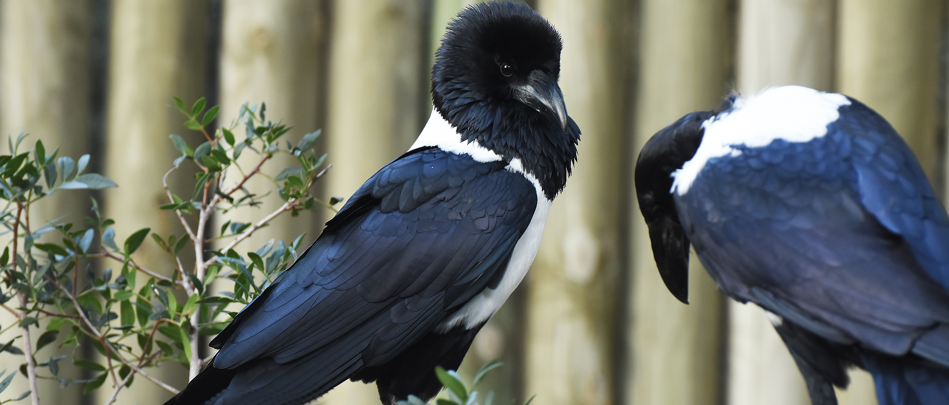 Cuervo pío | Zoo Barcelona