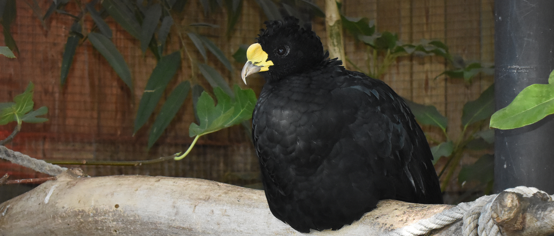 Hoco de carúncula groga | Zoo Barcelona