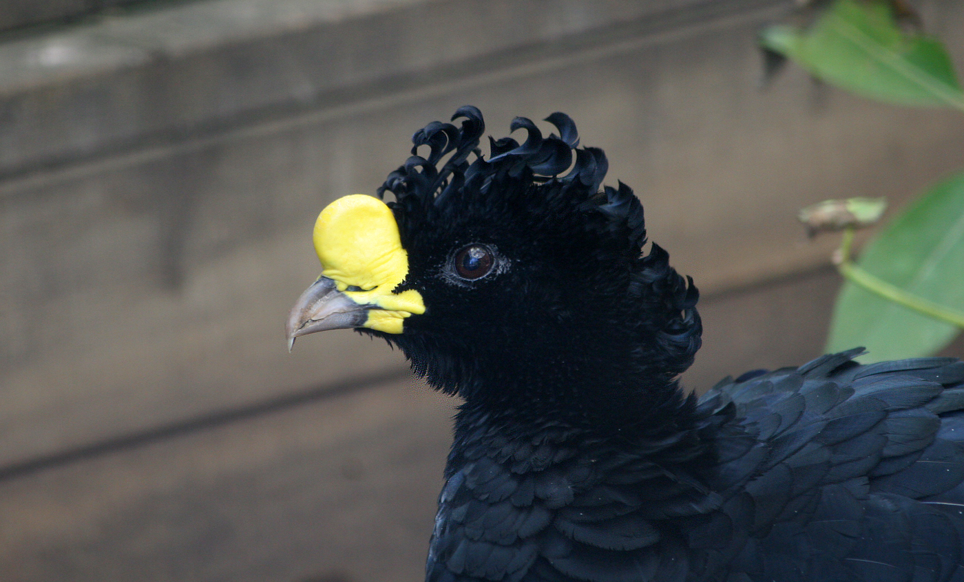 Hoco de carúncula groga | Zoo Barcelona