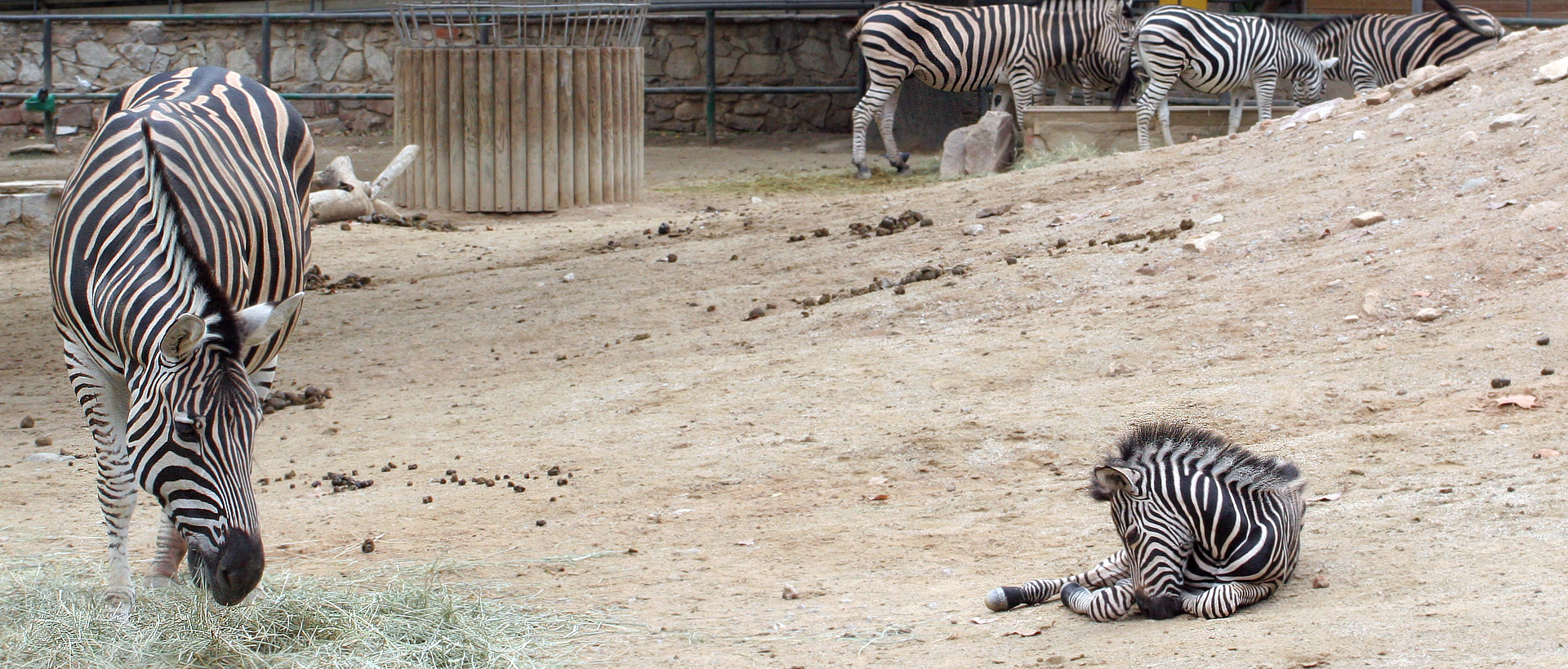 Chapman's zebra | Zoo Barcelona