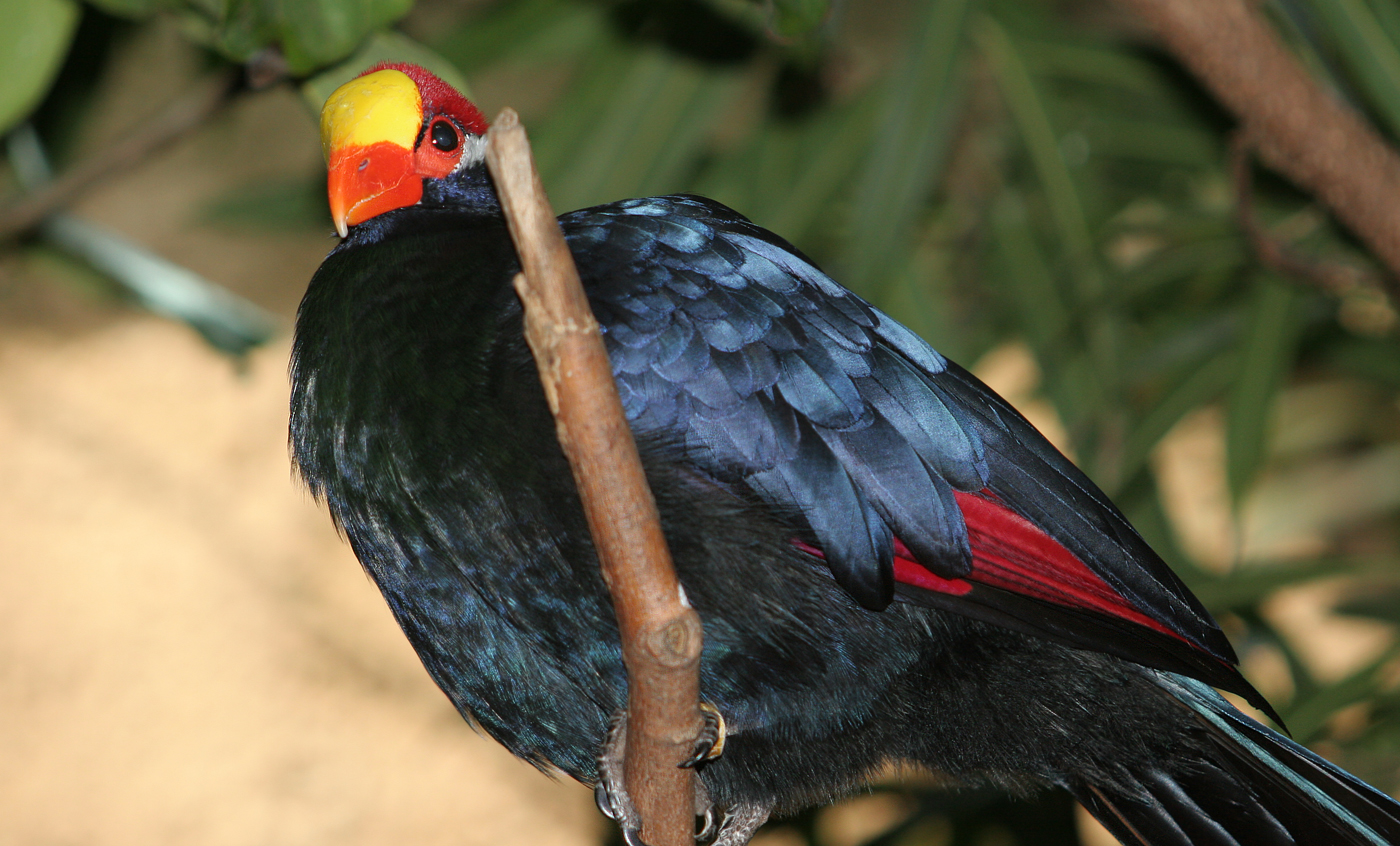 Violet turaco | Zoo Barcelona