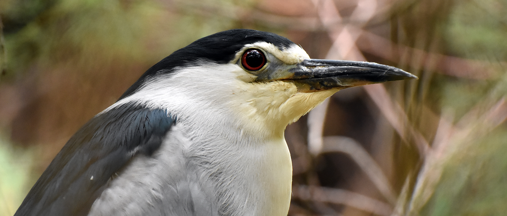 Martinete común | Zoo Barcelona