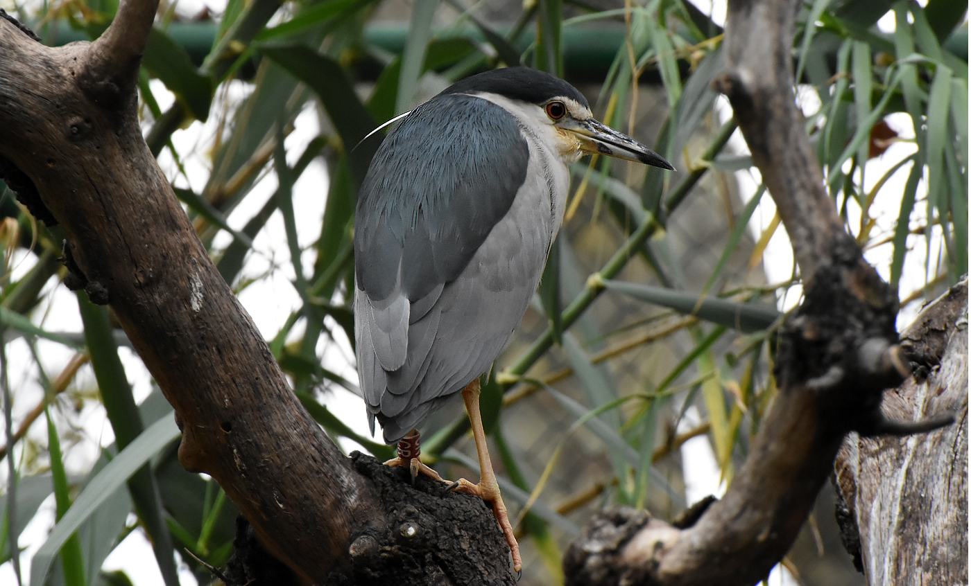 Martinete común | Zoo Barcelona