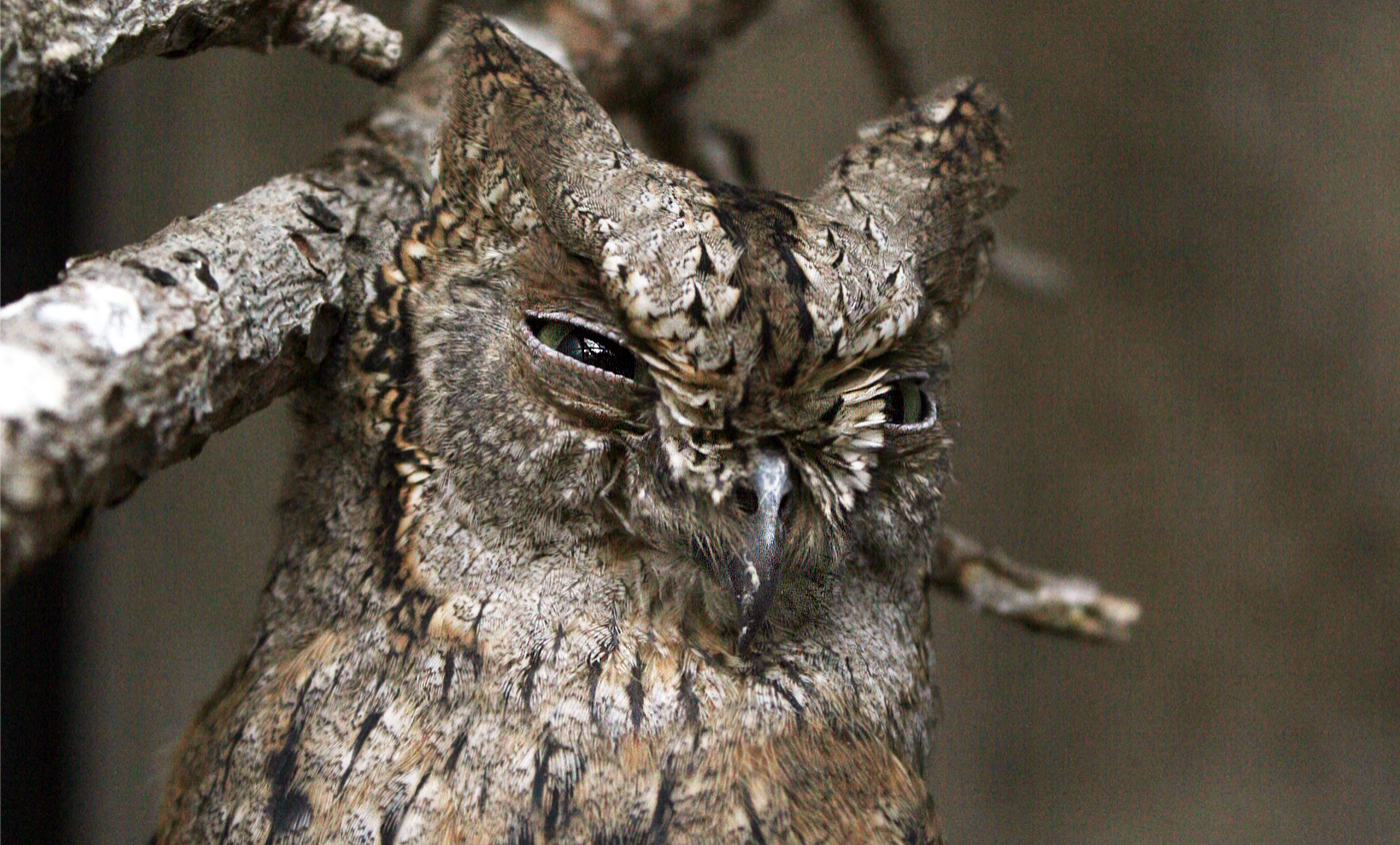 Eurasian Scops Owl