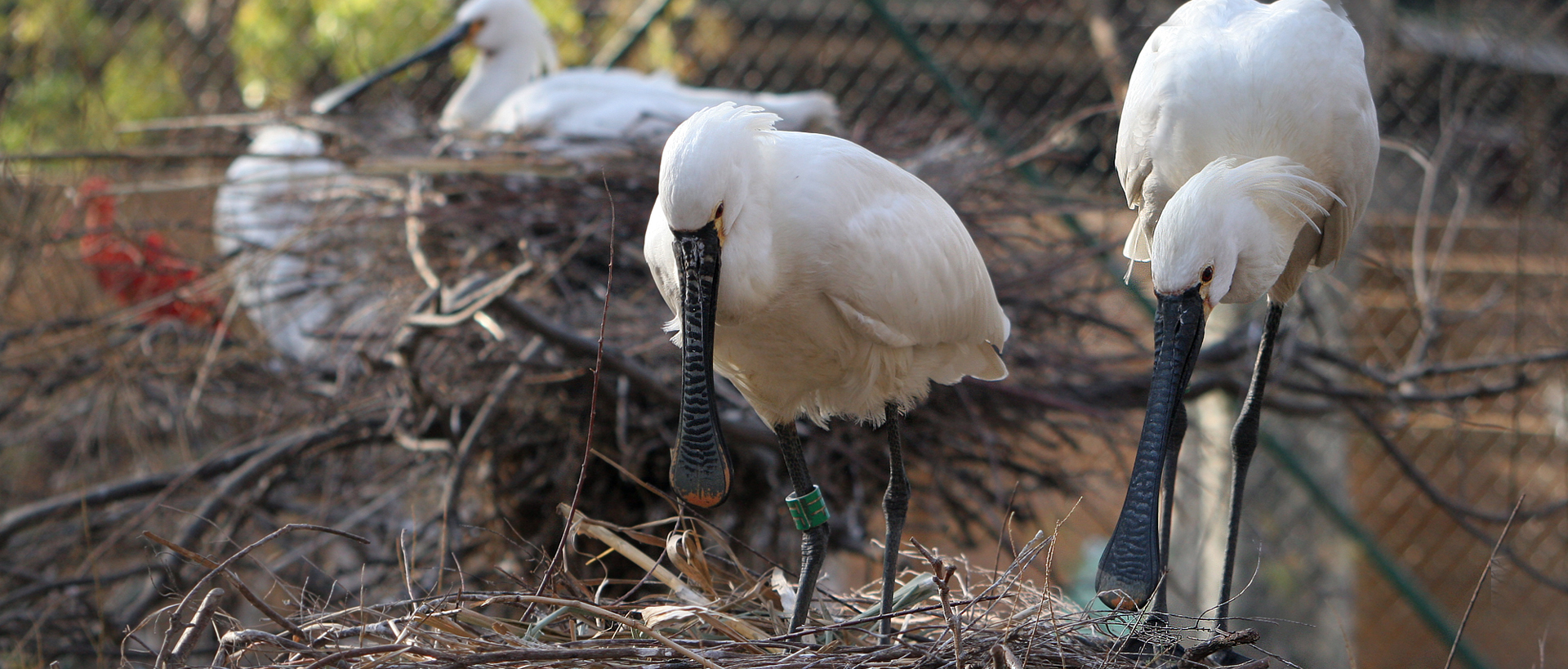 Espátula común | Zoo Barcelona