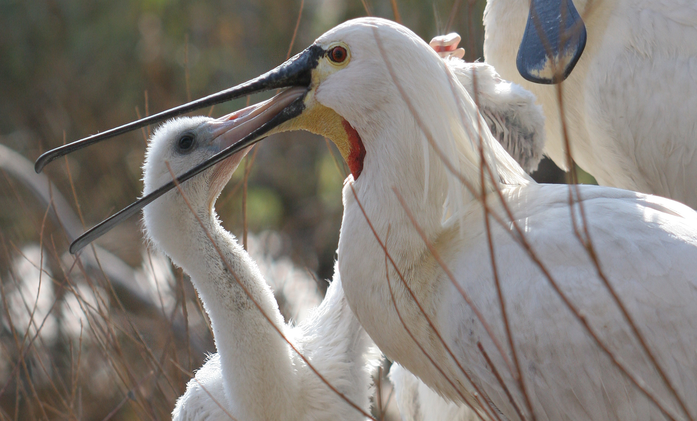 Eurasian spoonbill | Zoo Barcelona