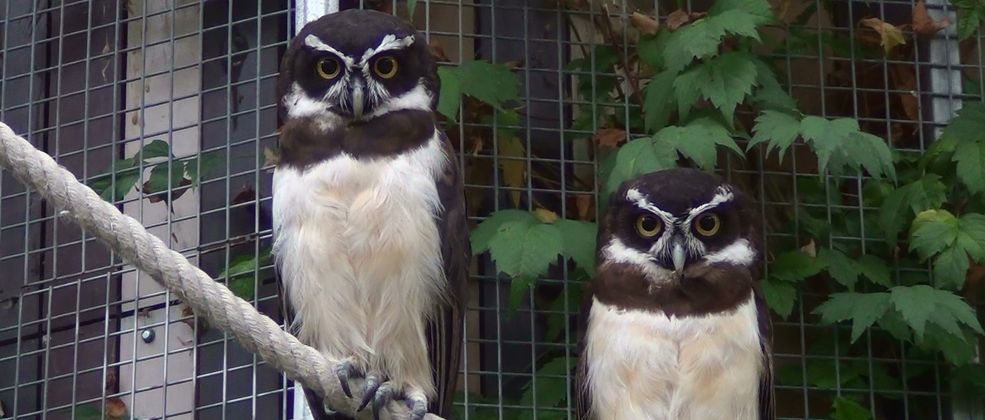 Spectacled owl | Zoo Barcelona