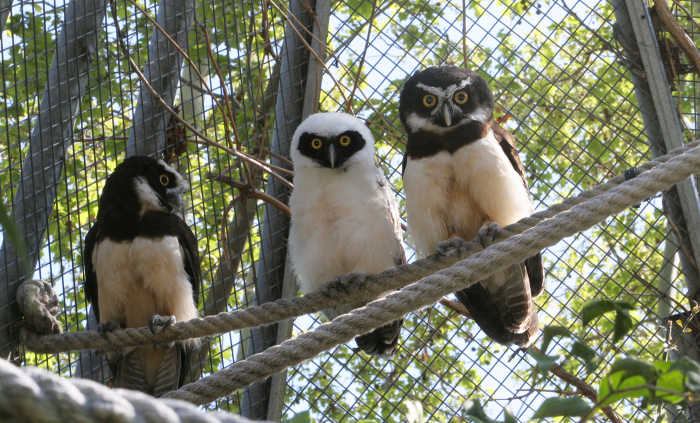 Spectacled owl | Zoo Barcelona