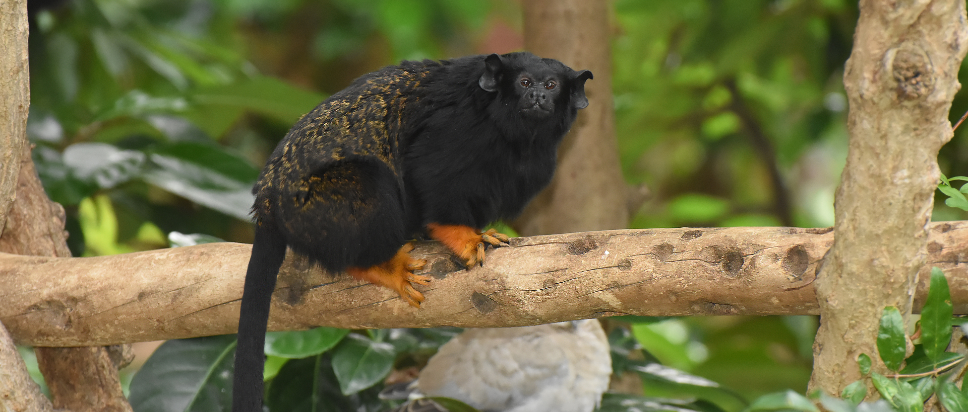 Red-handed tamarin | Zoo Barcelona
