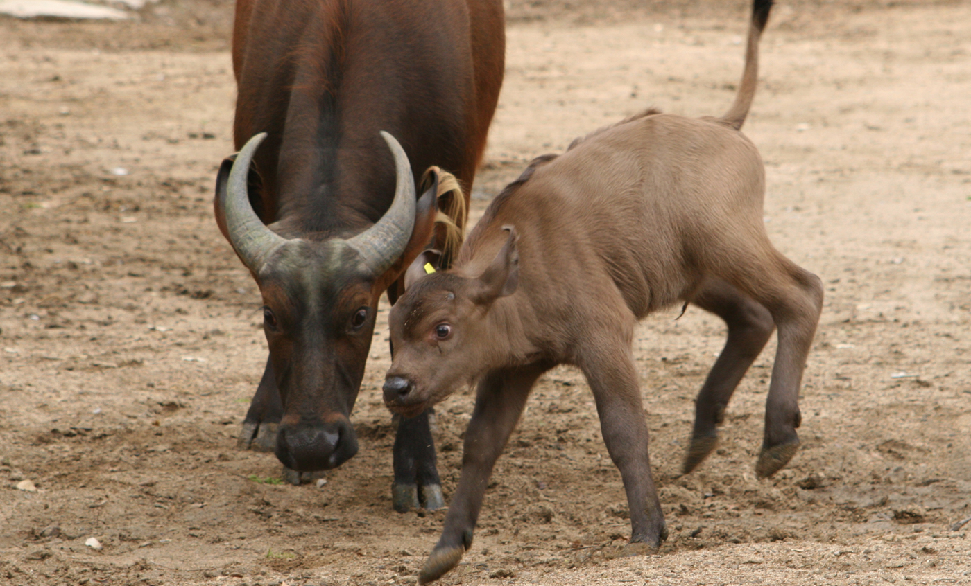 Forest buffalo | Zoo Barcelona