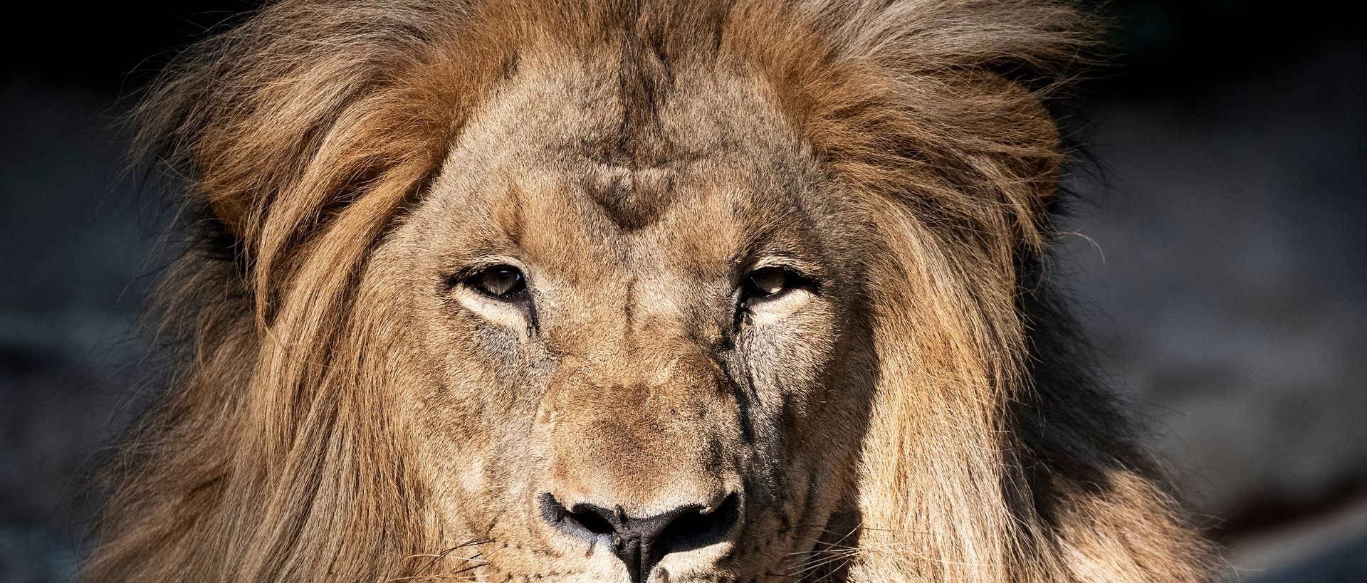 León | Zoo Barcelona