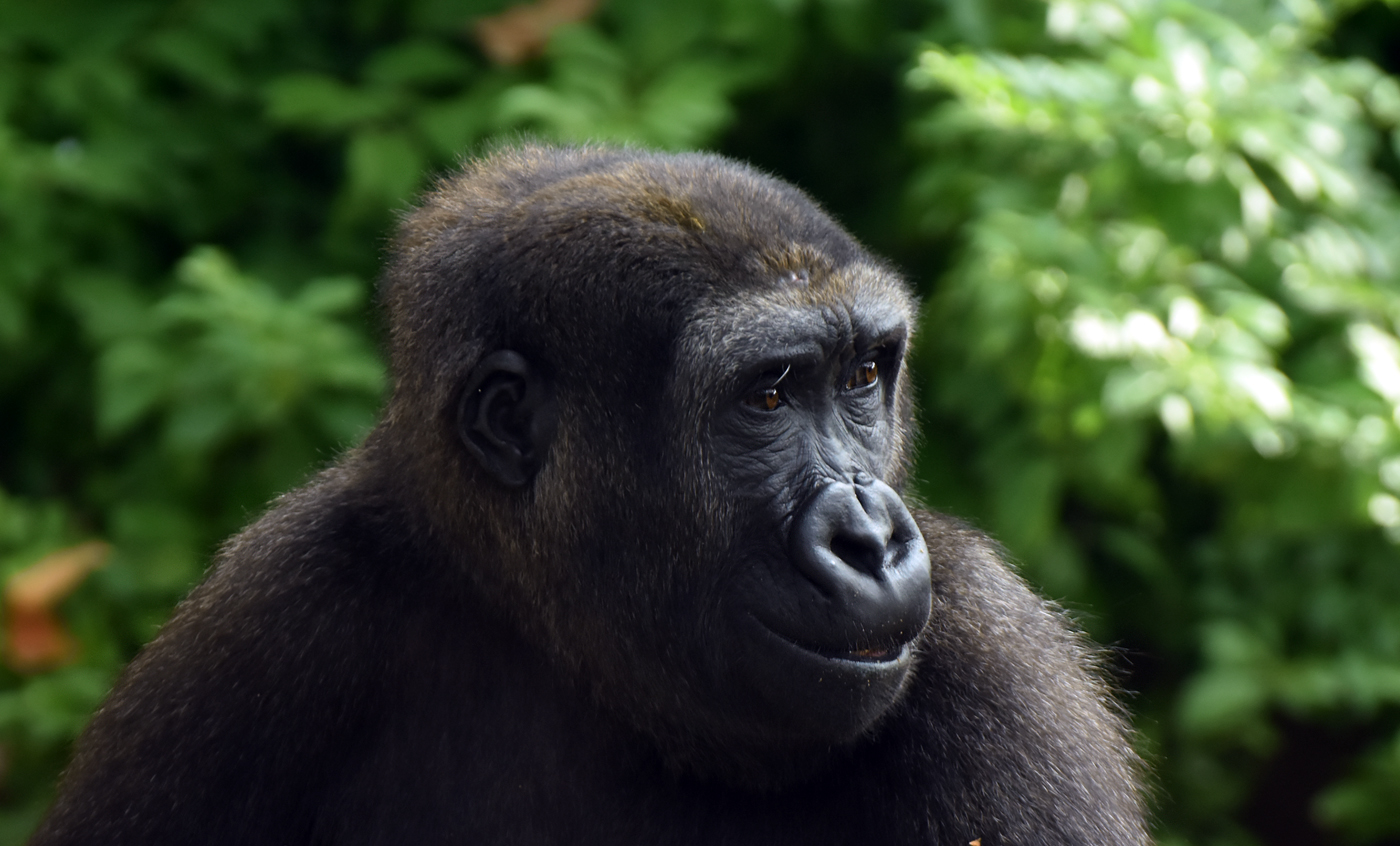 Mamífers | Zoo Barcelona