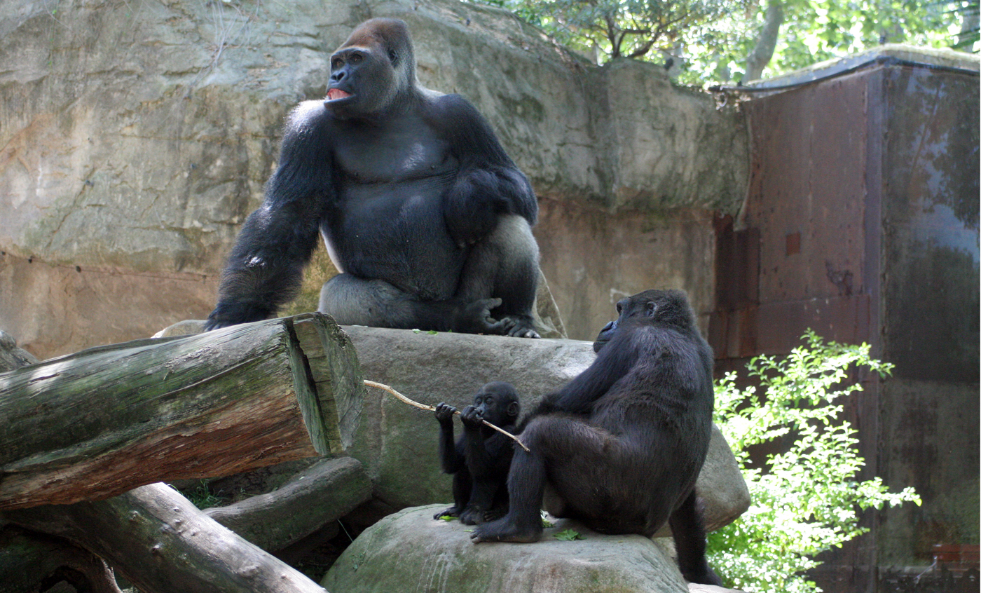 Western lowland gorilla | Zoo Barcelona
