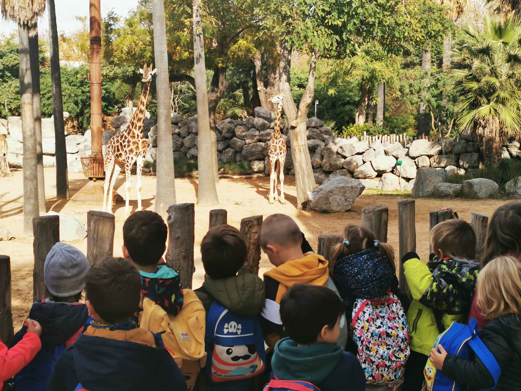 THE GIRAFFE CLASS OF THE MAR BELLA SCHOOL VISITS US | Zoo Barcelona