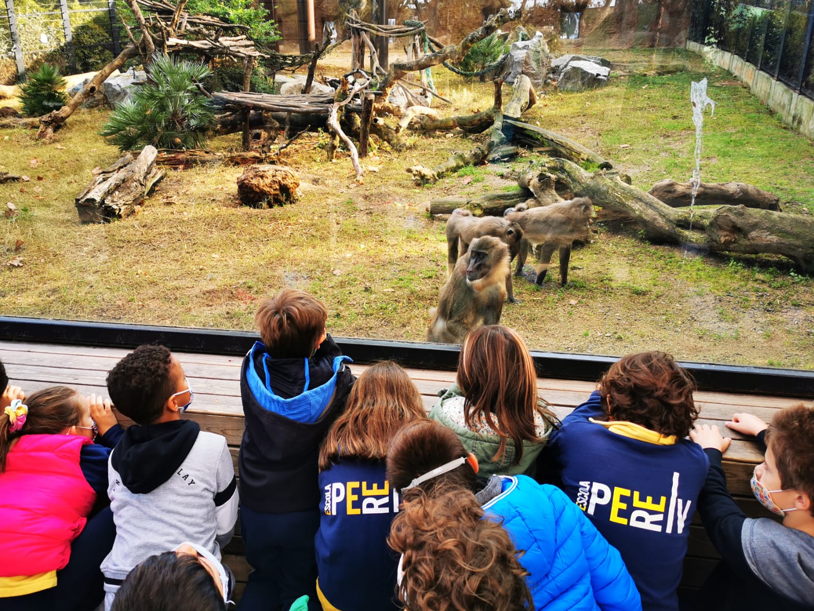 La escuela PereIV conoce a las famílias de Ebobo y Xebo | Zoo Barcelona