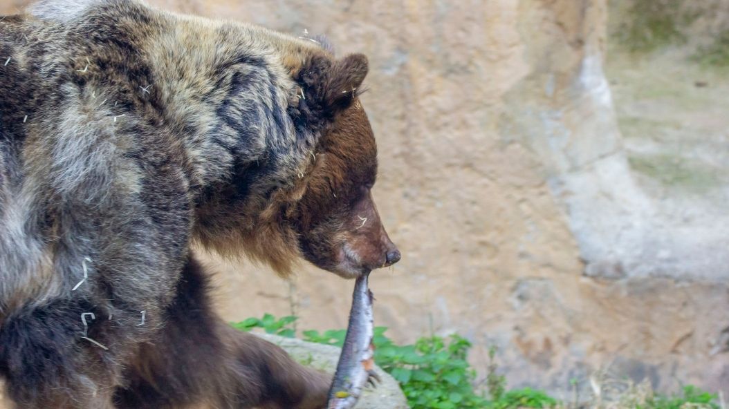Bienestar animal: cuidando a Misha | Zoo Barcelona