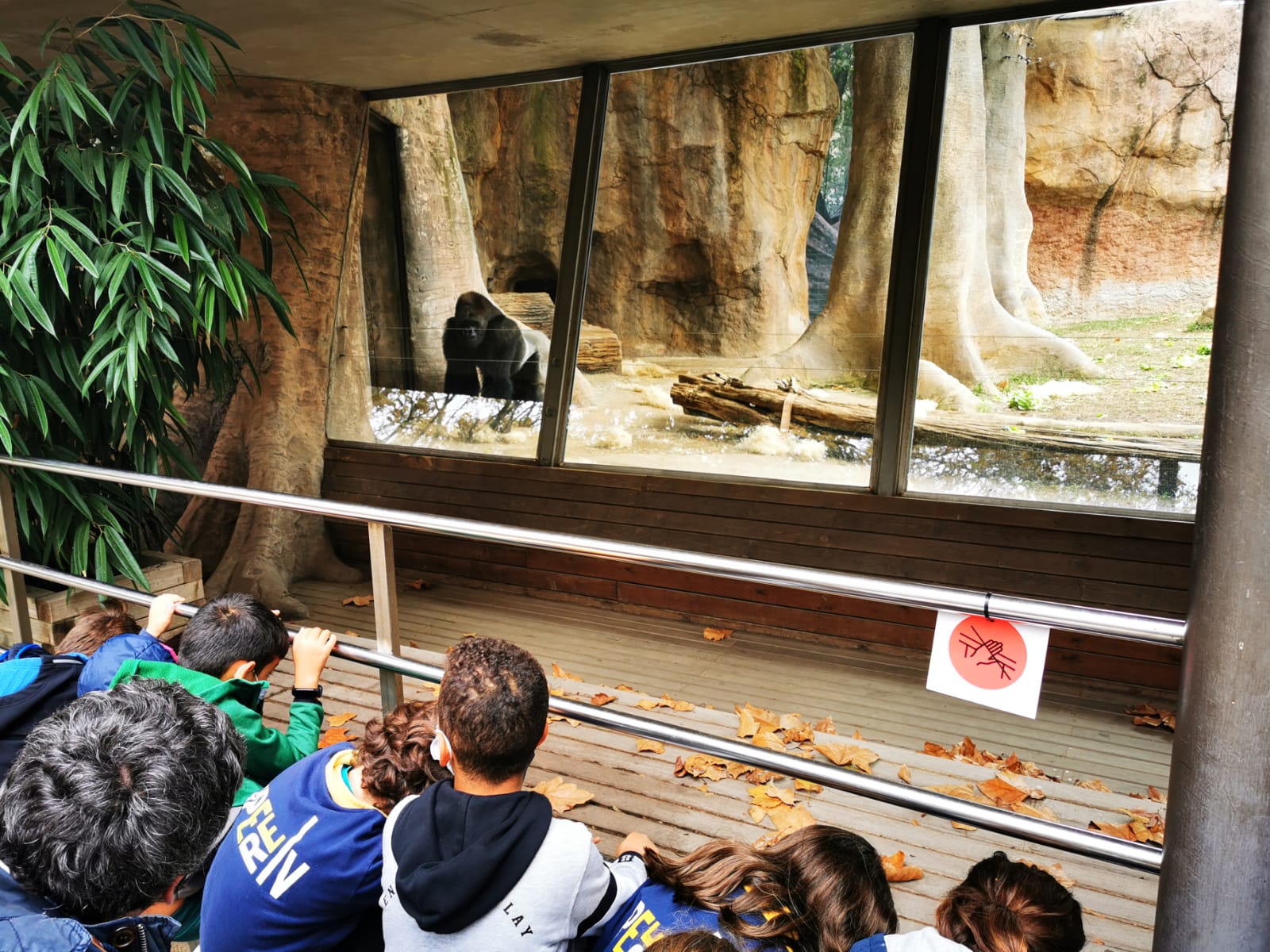 La escuela PereIV conoce a las famílias de Ebobo y Xebo | Zoo Barcelona
