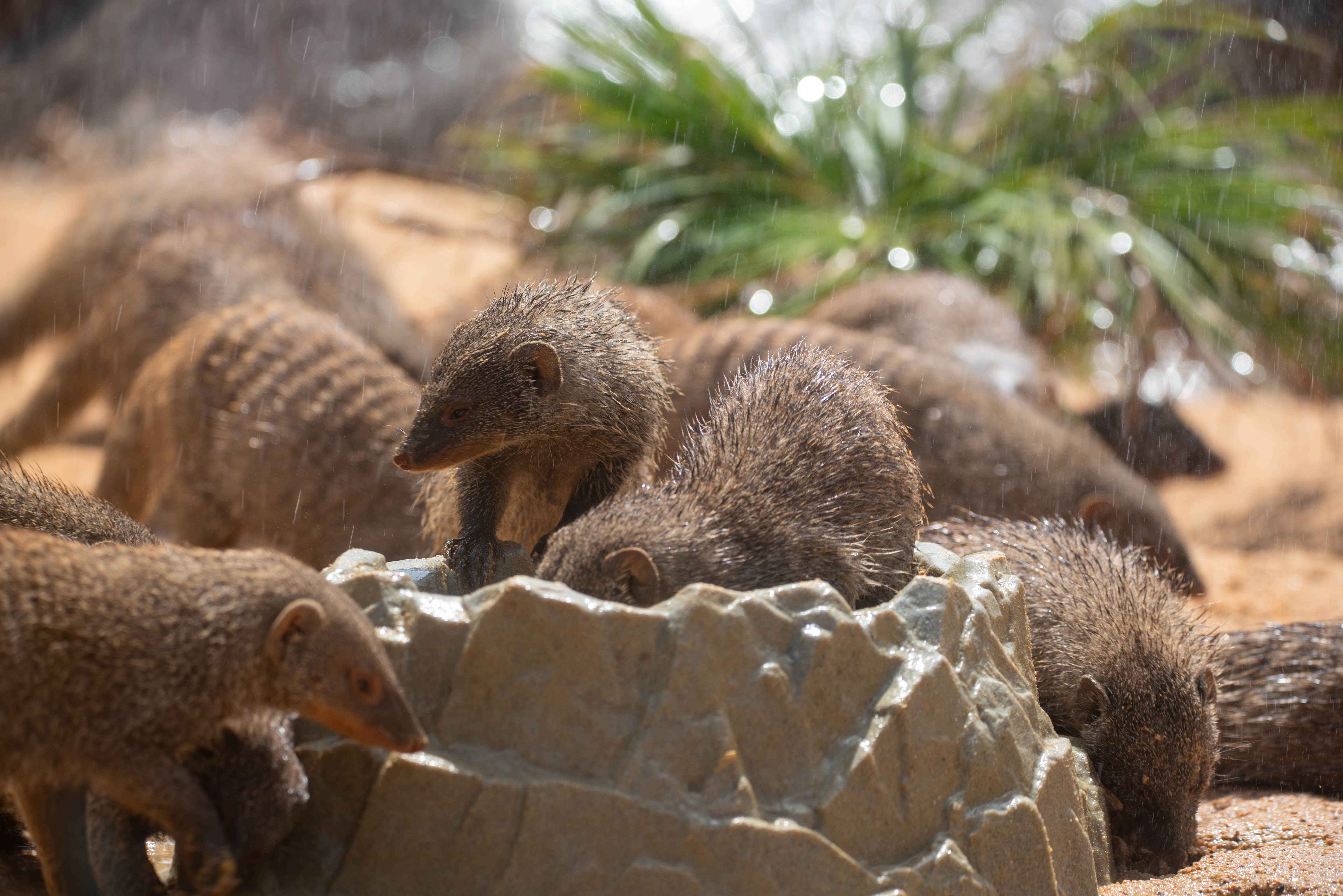 Calor y bienestar animal | Zoo Barcelona