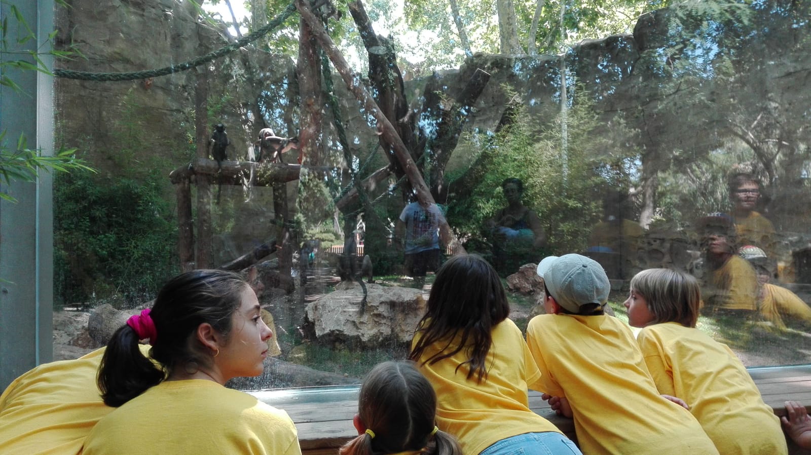 SOS Animals in danger: primates’ observation | Zoo Barcelona