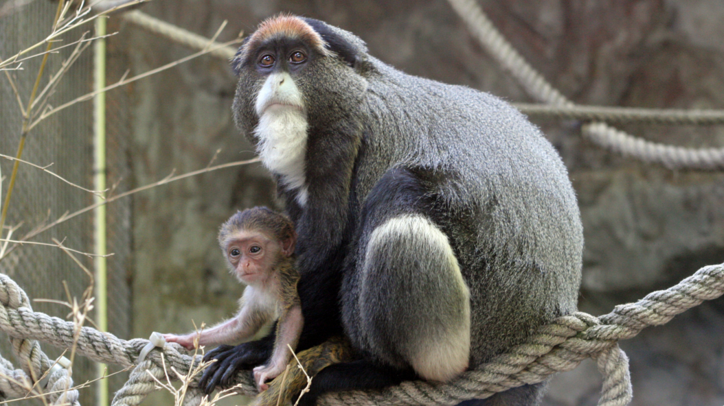 Birth of a De Brazza's monkey | Zoo Barcelona