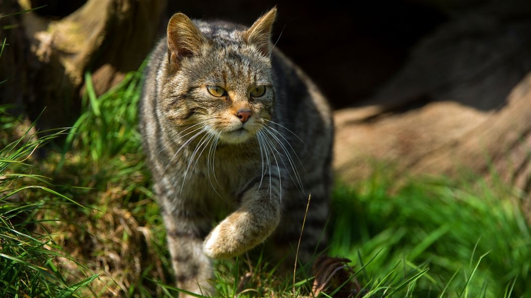 El gat salvatge, felí autòcton de Catalunya | Zoo Barcelona