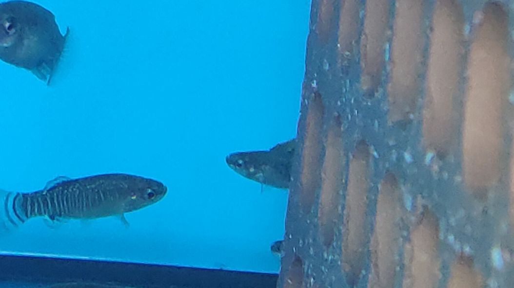 Jornada Salvamos el Fartet | Zoo Barcelona
