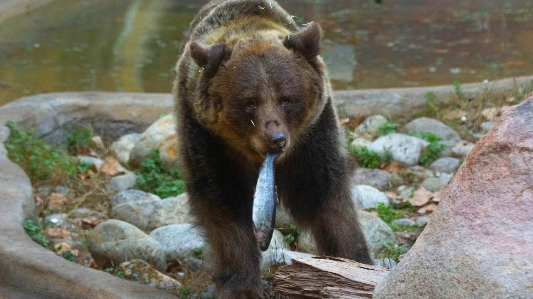 Bienestar animal: cuidando a Misha | Zoo Barcelona