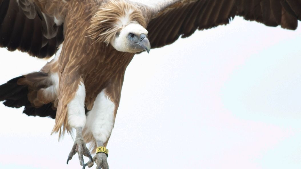 Three vultures born in the Zoo now live in the mountains of Bulgaria ...
