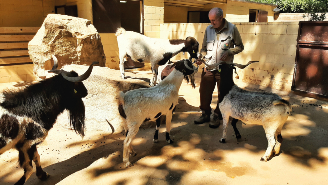Firefighter goats! | Zoo Barcelona