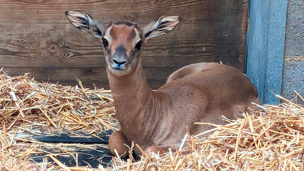 Nace en el Zoo una gacela dama mohor | Zoo Barcelona