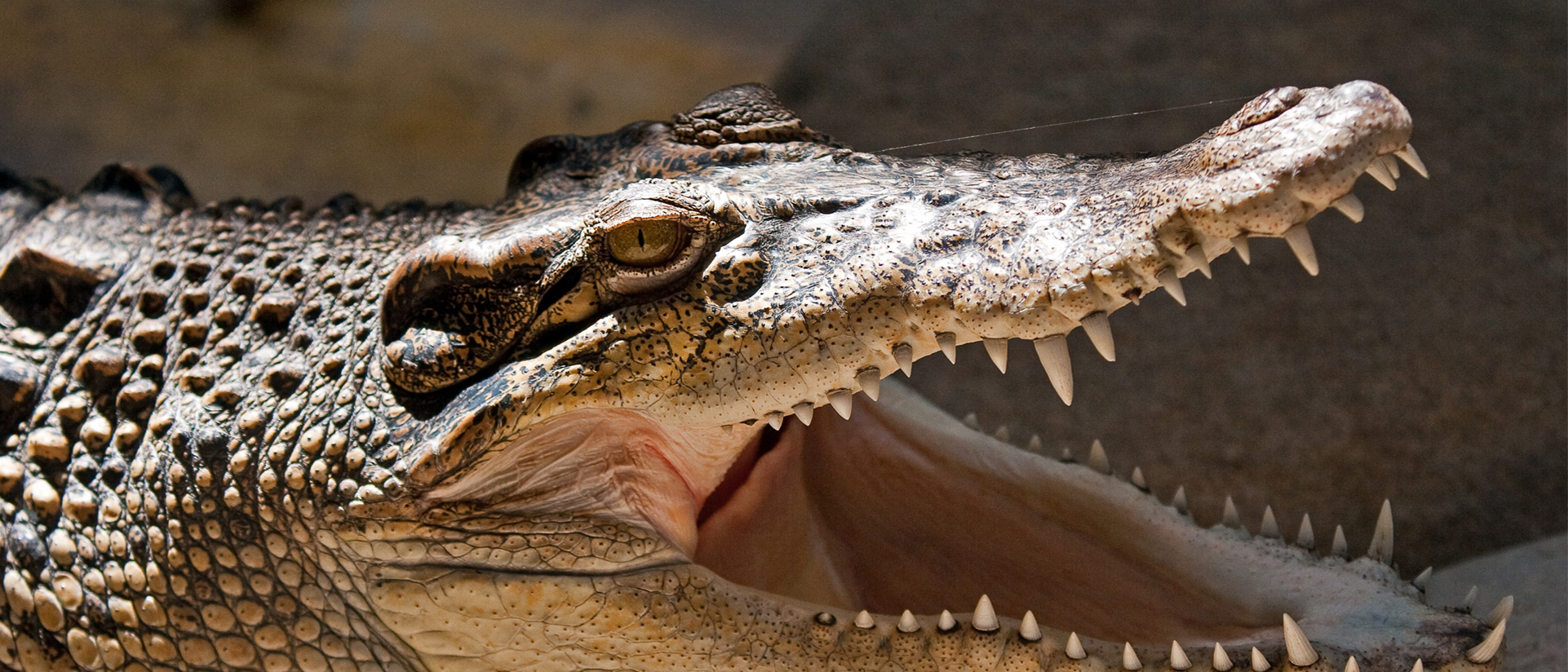 Conservació de la Gasela Dorcas | Zoo Barcelona