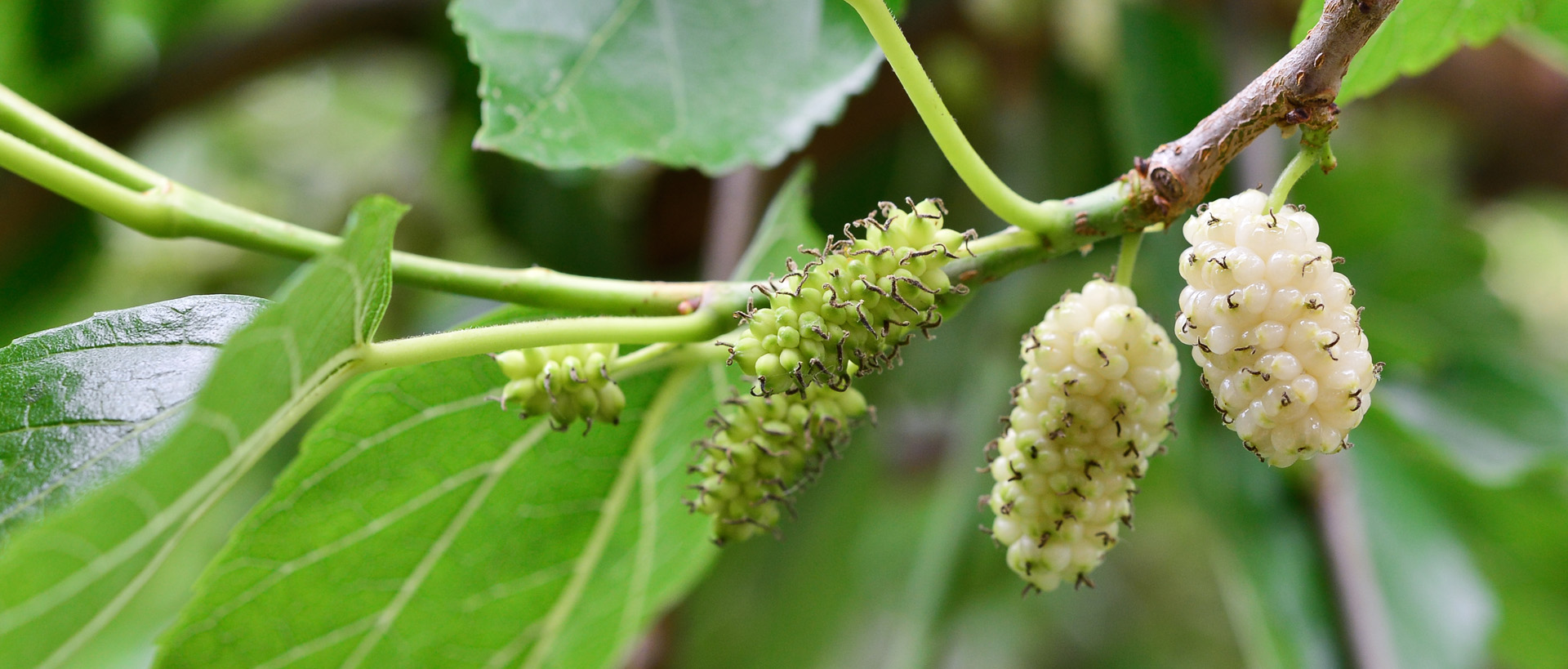 Morera | Zoo Barcelona