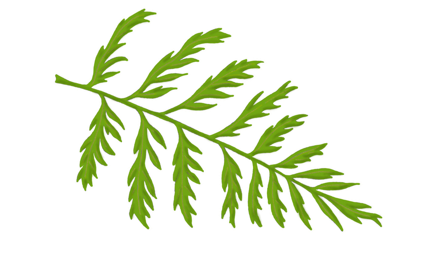 Roble australiano | Zoo Barcelona