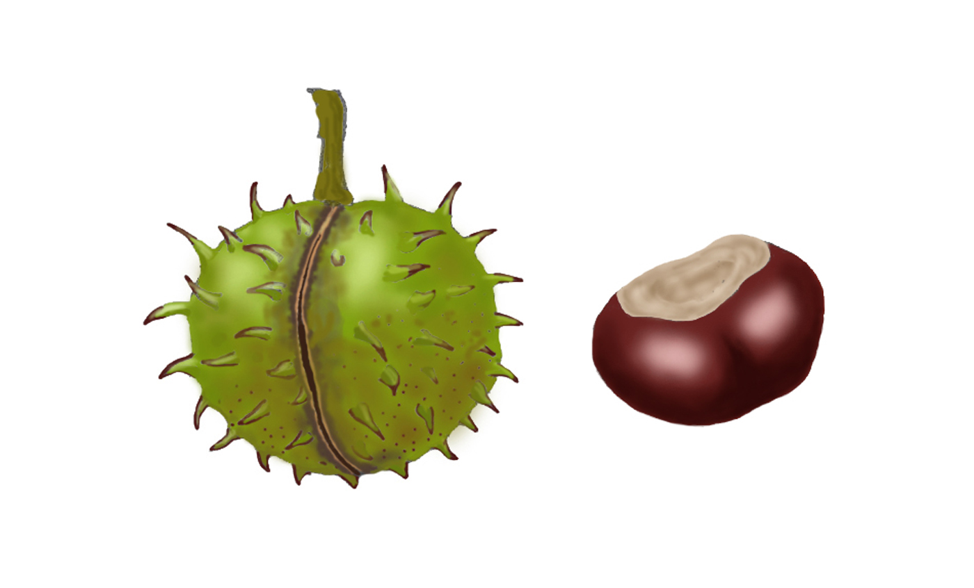 Castaño de Indias | Zoo Barcelona