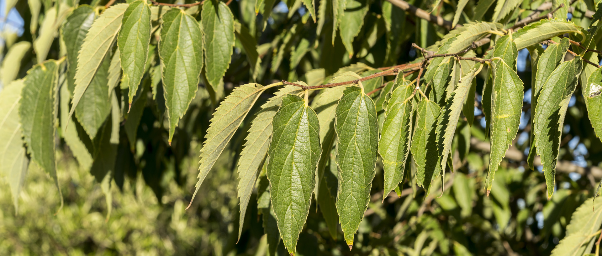 European Nettle Tree | Zoo Barcelona