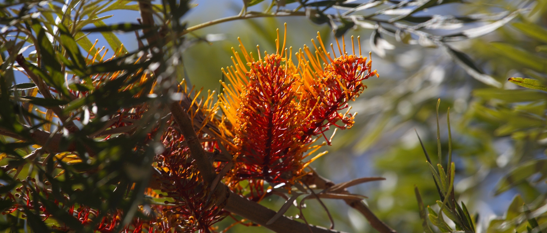 Roble australiano | Zoo Barcelona
