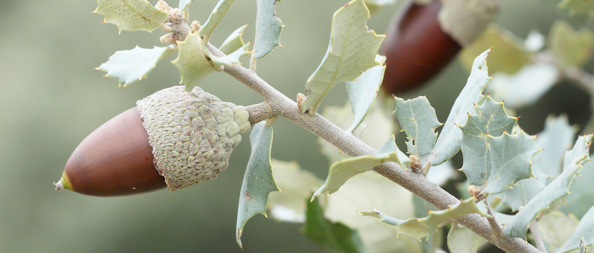 Encina | Zoo Barcelona