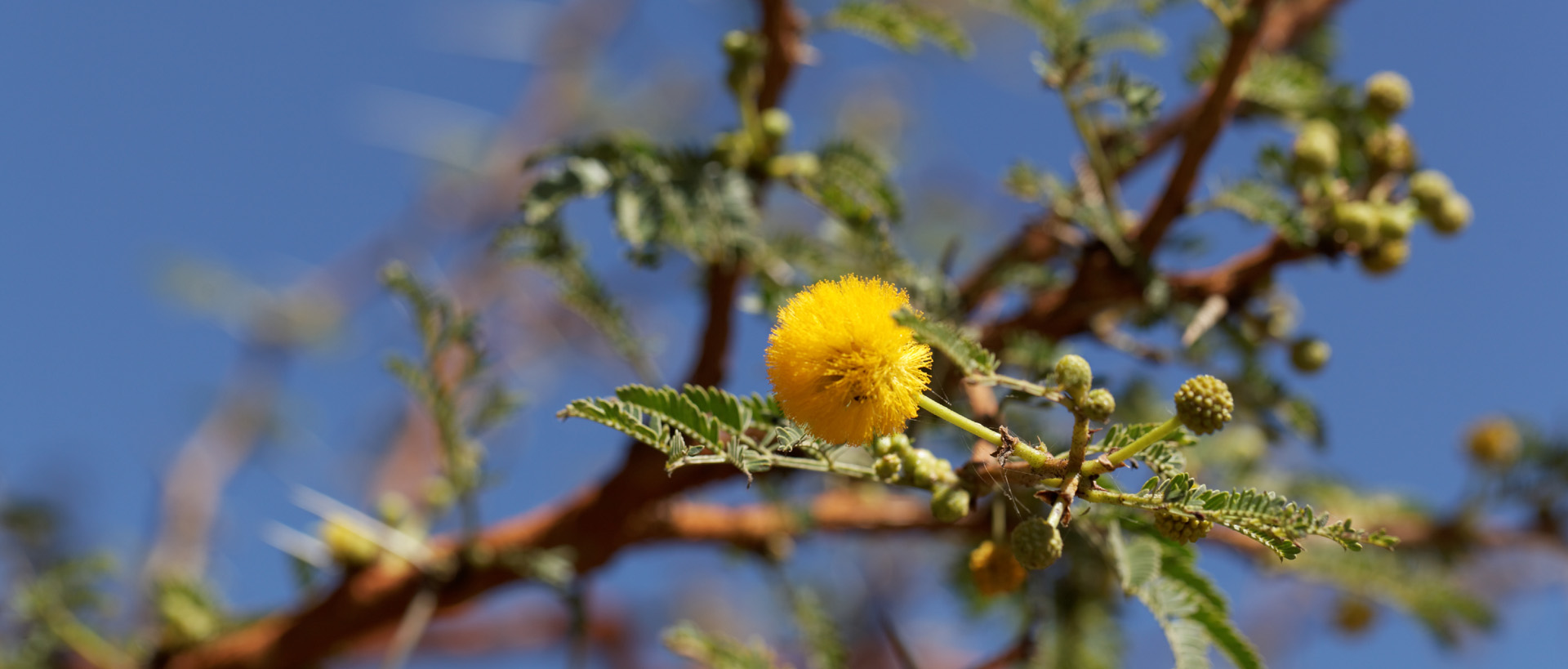 Red Acacia | Zoo Barcelona