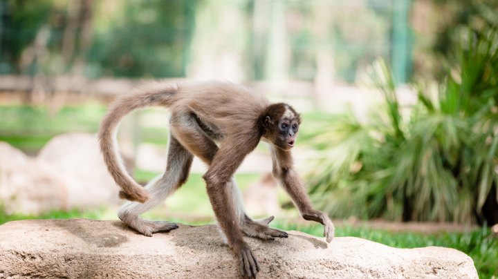 Captive-primate games and well-being | Zoo Barcelona